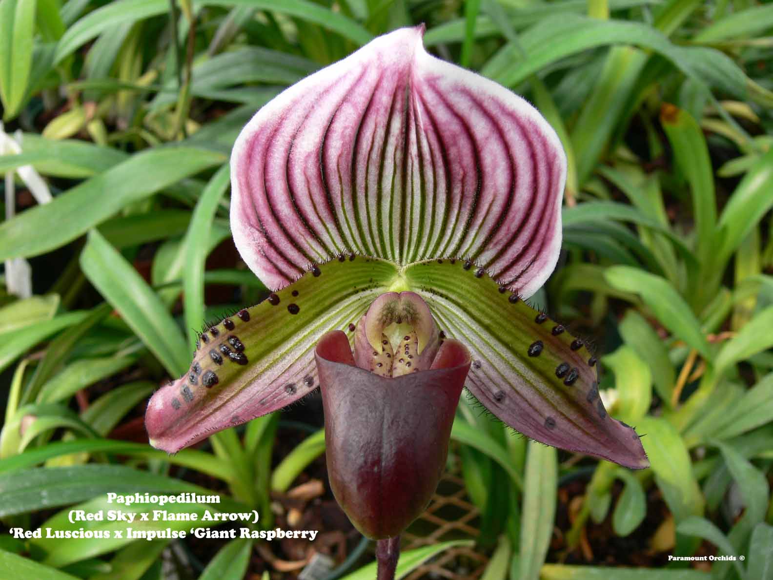 Paphiopedilum Listing